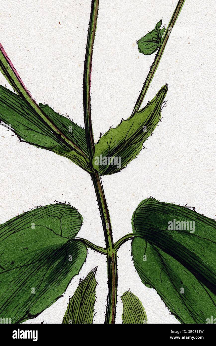 Subtle textures emphasizing hi-res stock photography and images - Alamy