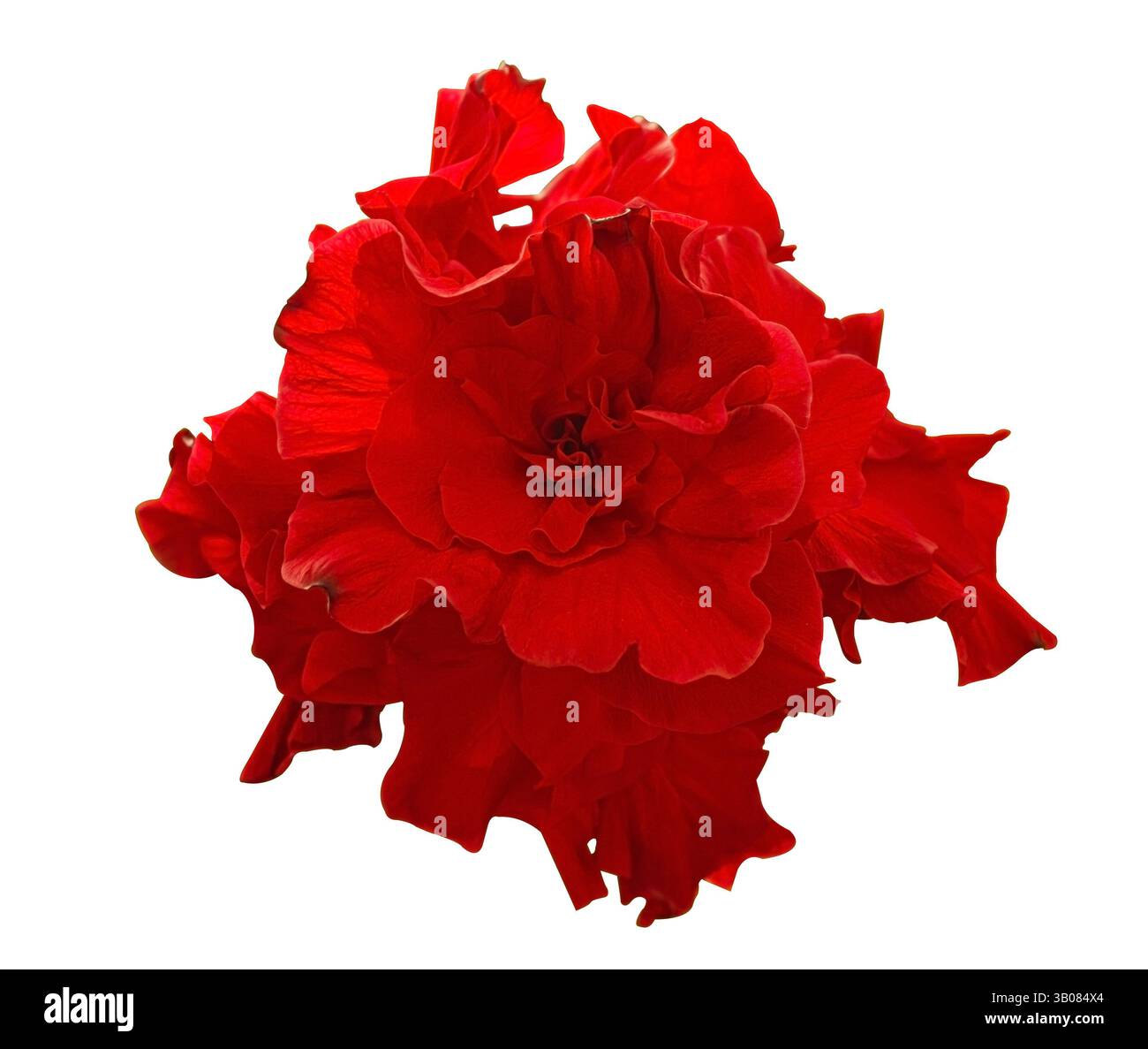 Double deep carmine, Hibiscus rosa-sinensis evergreen hibiscus isolated ...