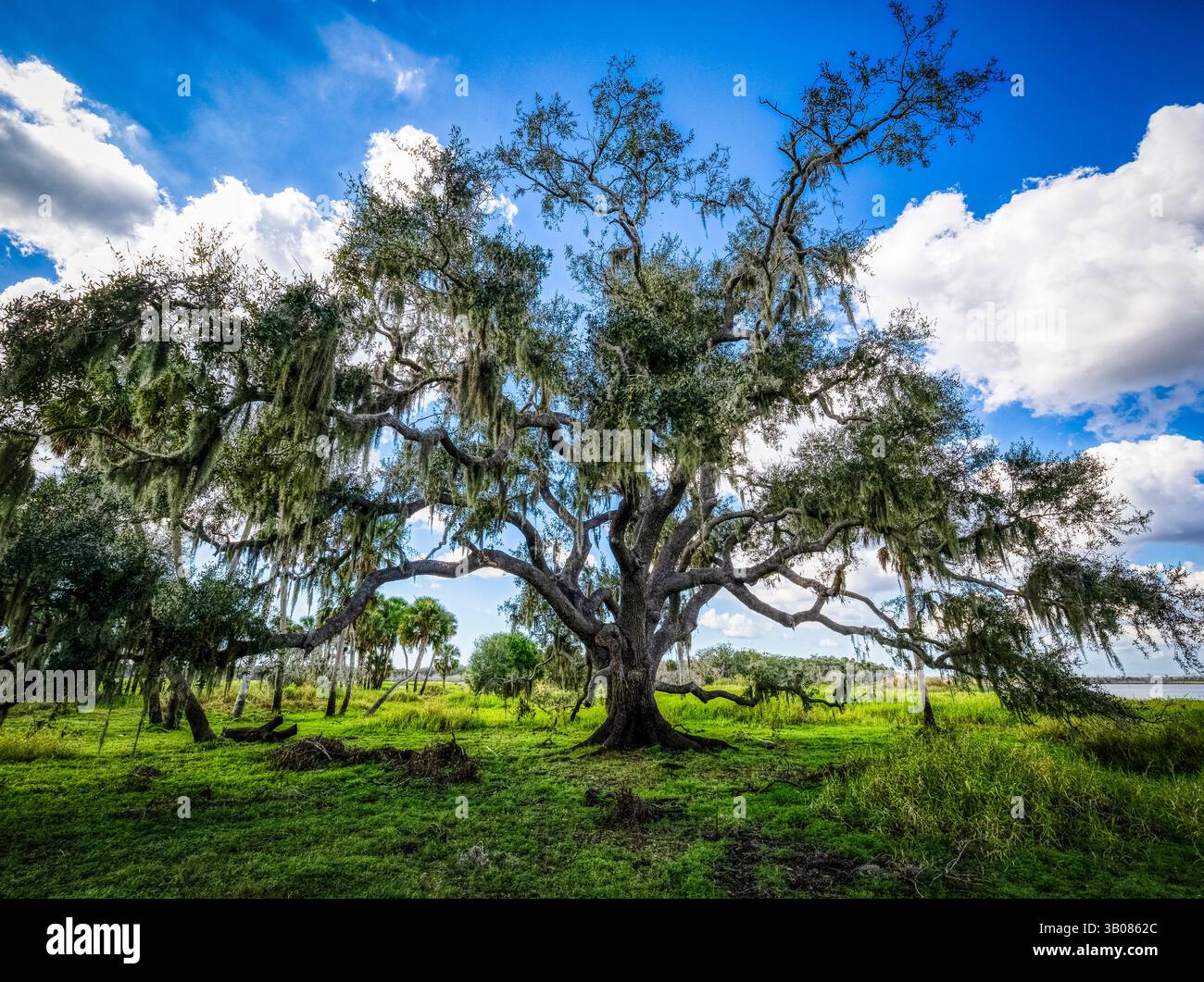 Live Oak tree in Myakka River State Park in Sarasota Florida USA Stock ...