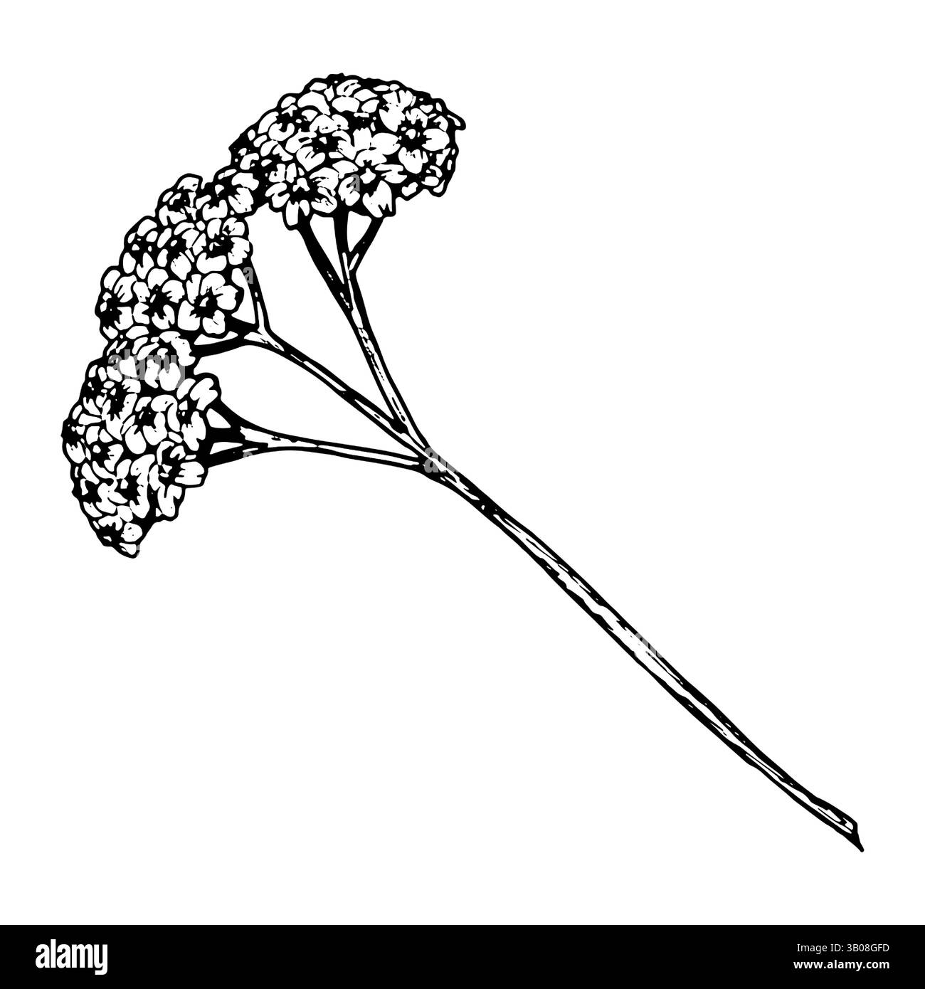 Vector illustration of yarrow flower with flat-topped cluster of small ...