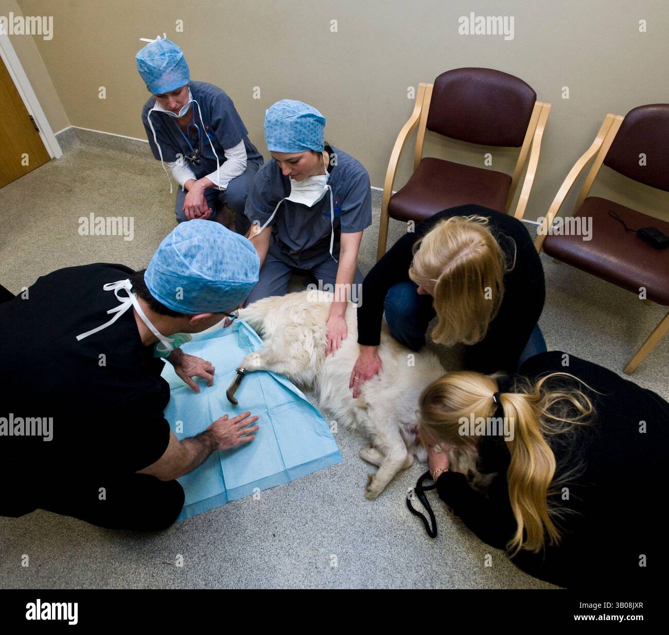 Dec 14, 2010 - Eashing , England, United Kingdom - MITZI, a 3 year old ...