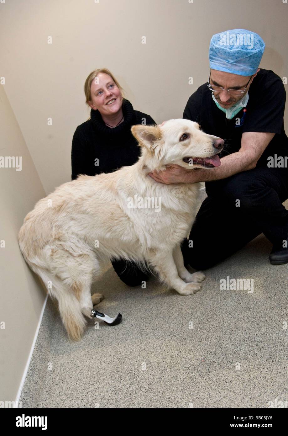 Dec 14, 2010 - Eashing , England, United Kingdom - MITZI, a 3 year old ...