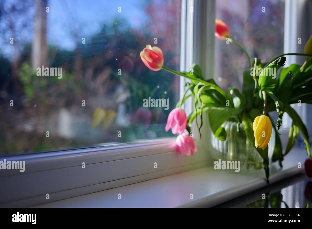 Slightly wilted and drooping flowers in a vase on a window sill with a ...