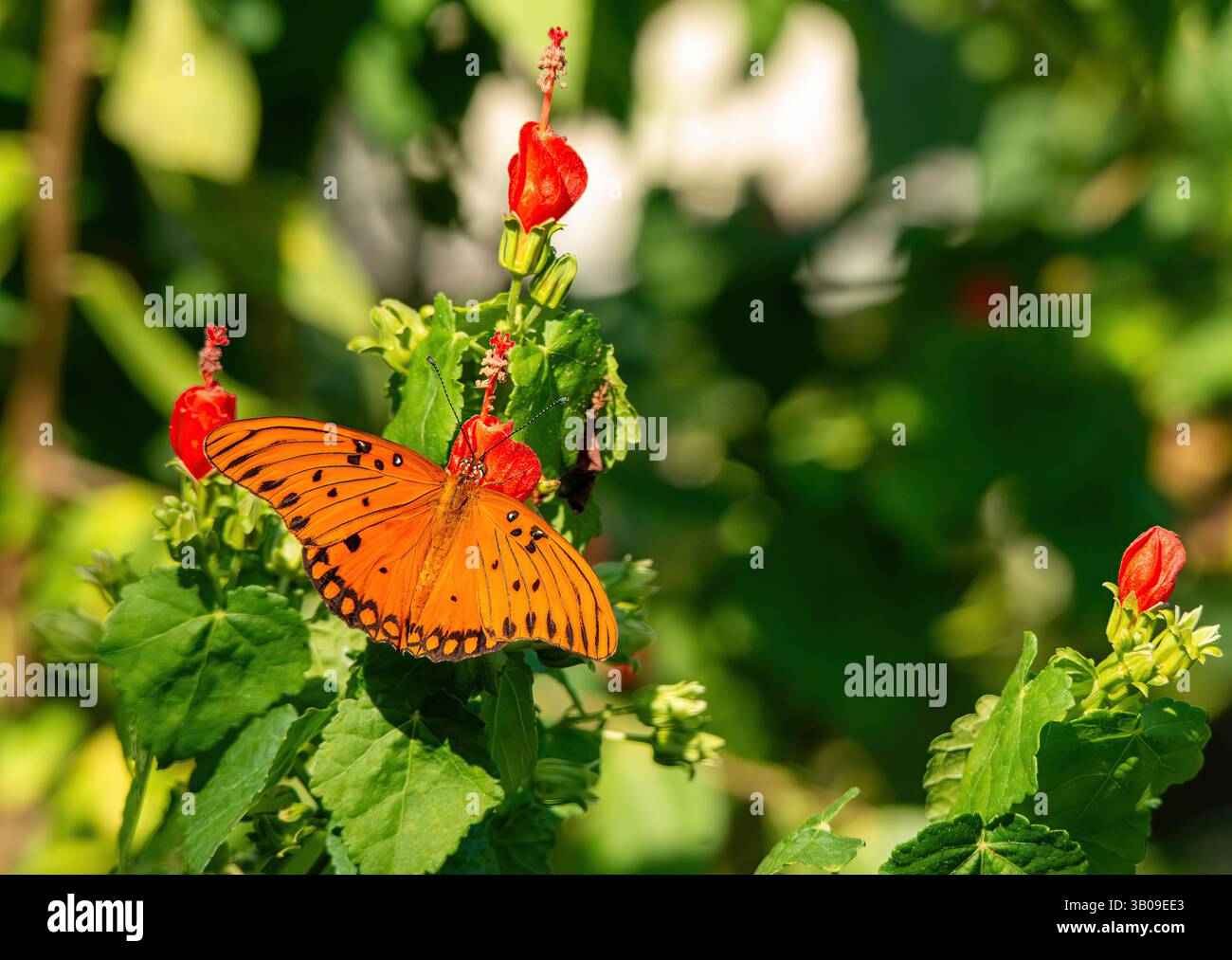 Gulf fritillary Butterfly Stock Photo - Alamy