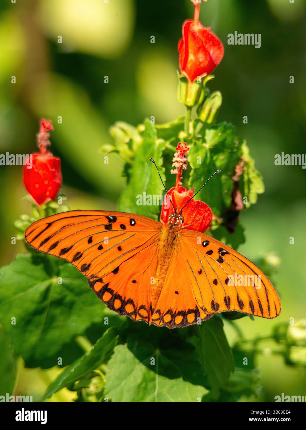 Gulf fritillary Butterfly Stock Photo - Alamy