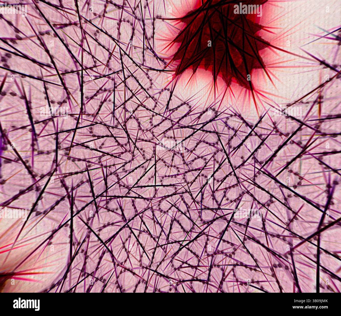 Forms resemble cellular structures hi-res stock photography and images ...