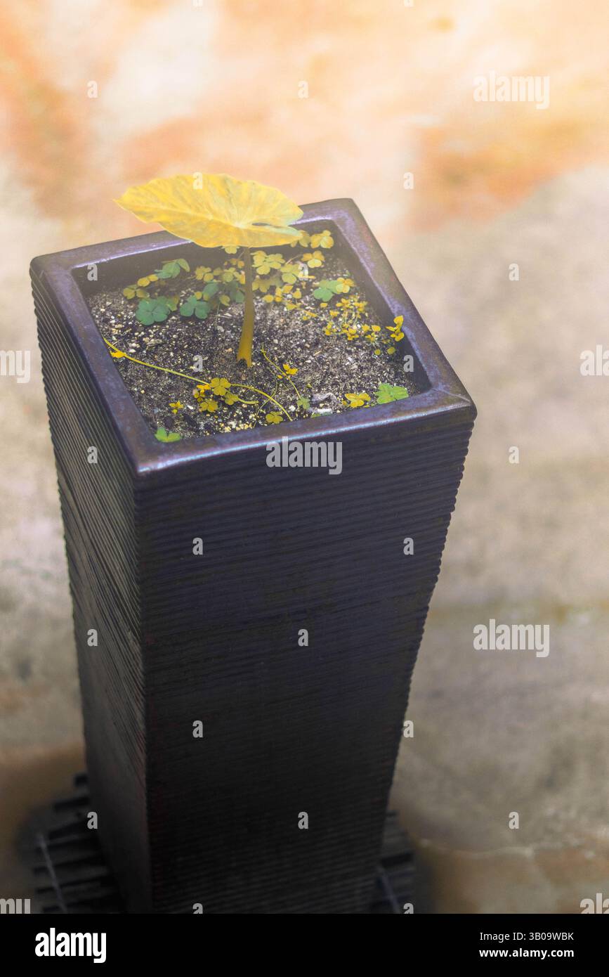 Minimalist potted plant with a single yellow leaf growing in textured ...