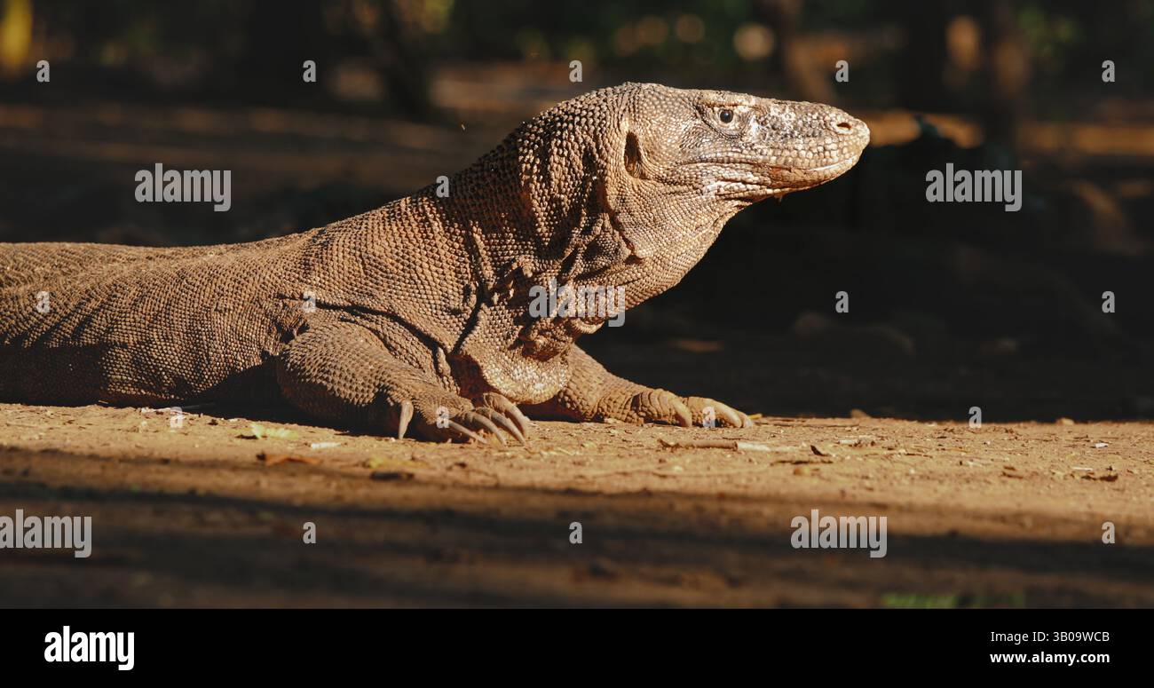 Large Komodo dragon or Varanus Komodoensis rest on the ground in sunset ...
