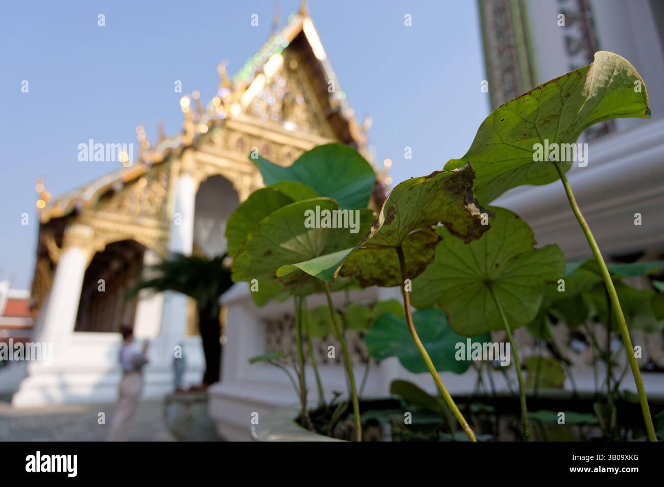 Sunlit lotus leaves reaching toward the sky, framing a golden temple ...