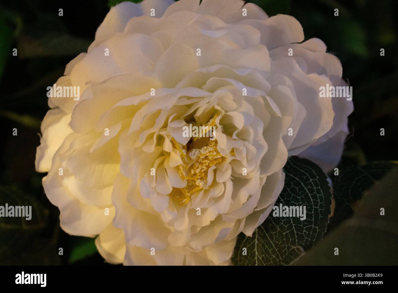 A white flower in the early stages of blooming, with delicate petals ...