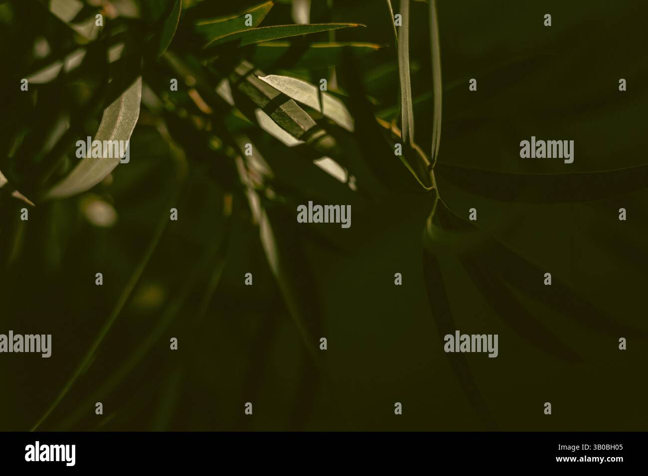 minimalistic composition featuring soft green leaves against green ...