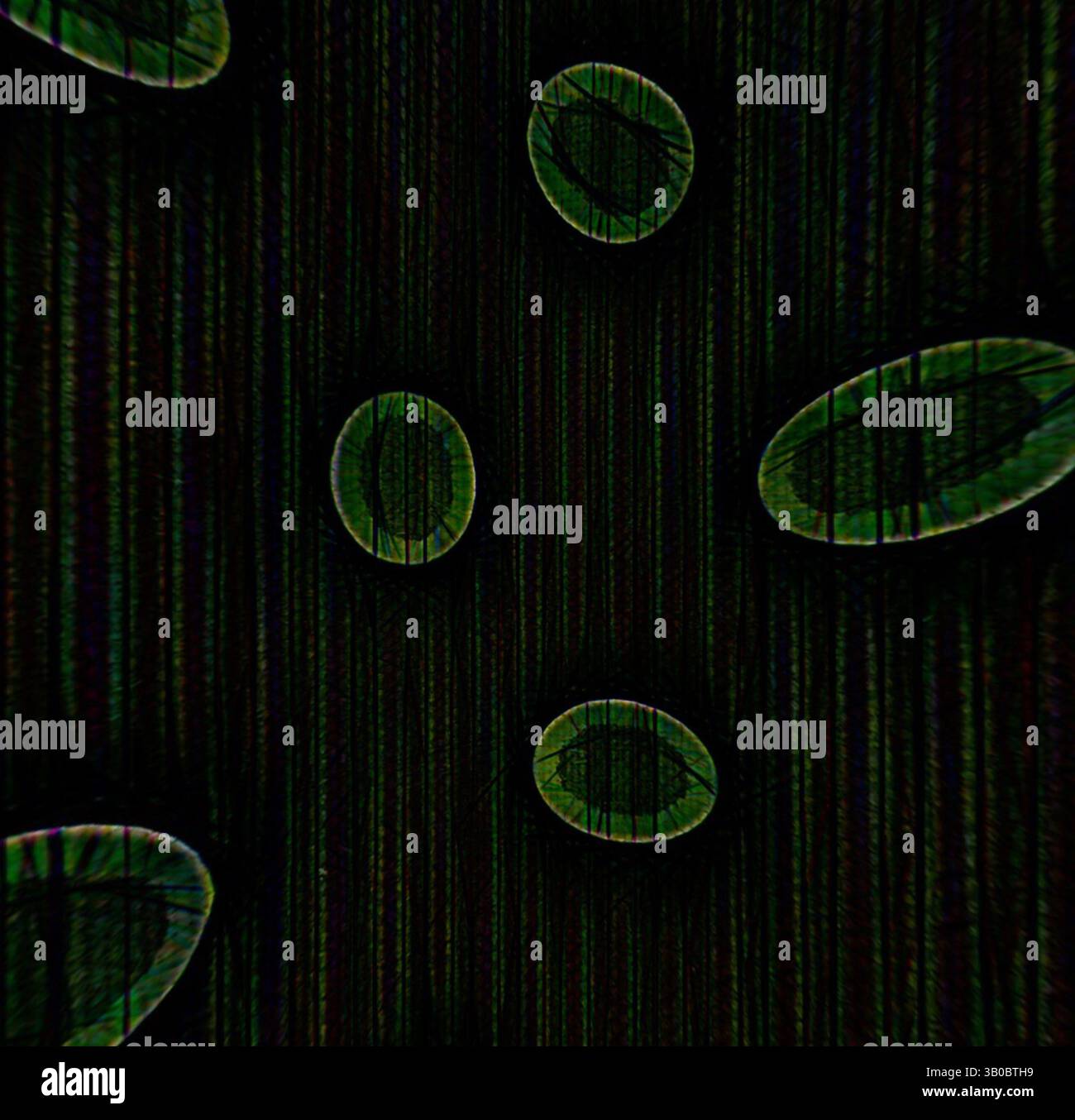 Elongated oval shapes in hi-res stock photography and images - Alamy