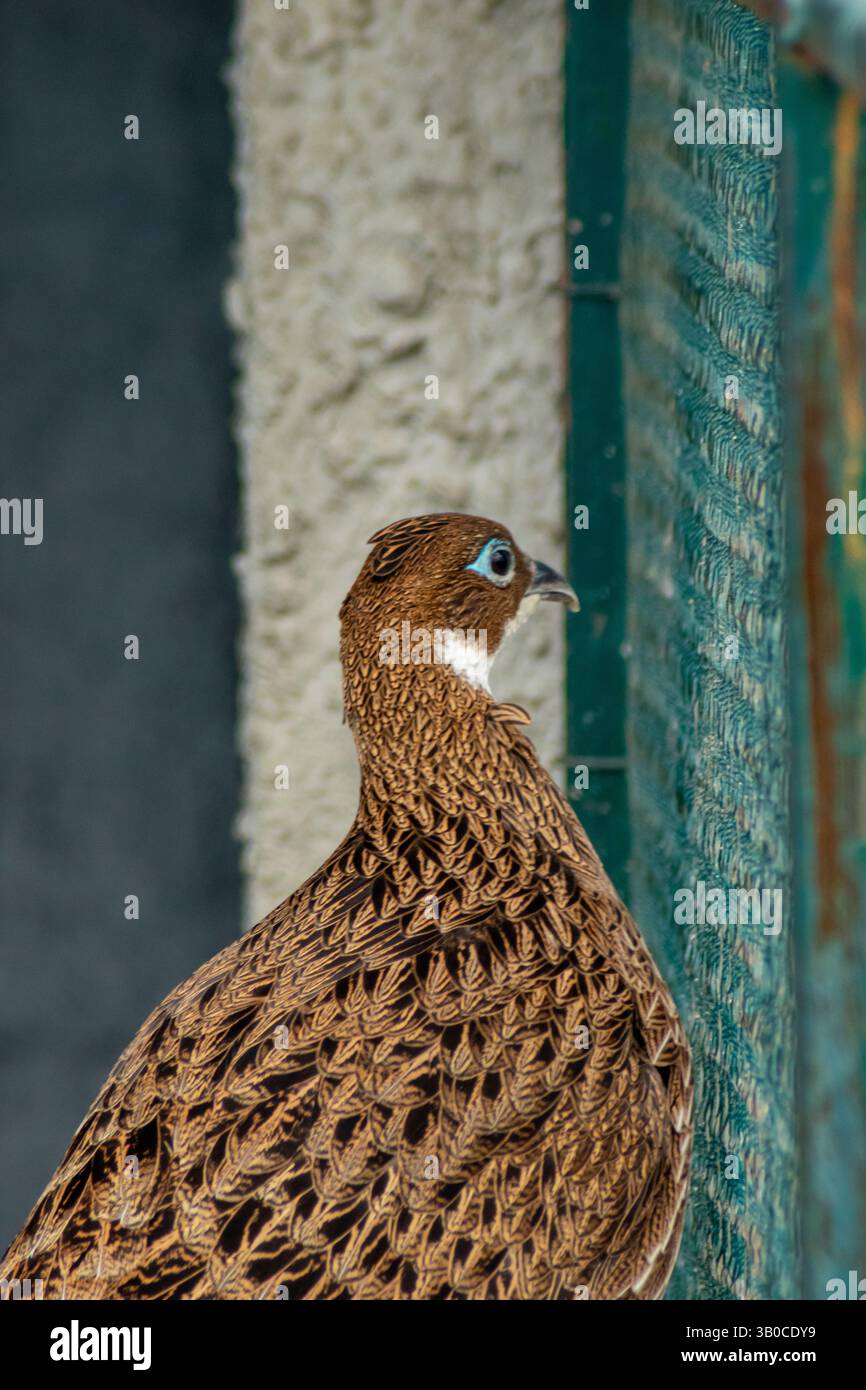 Brown-feathered pheasant with a focused expression standing next to a ...