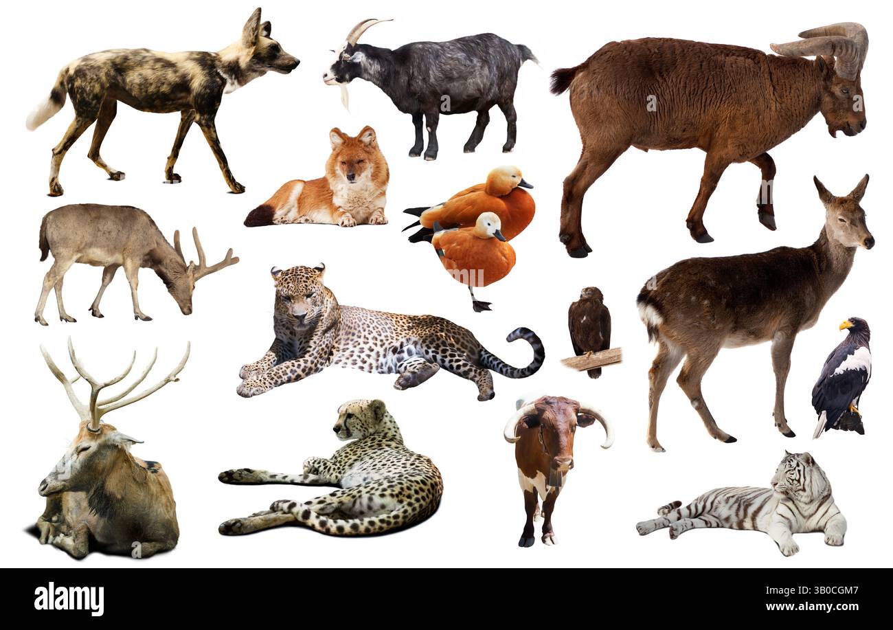 asia animals isolated Stock Photo - Alamy