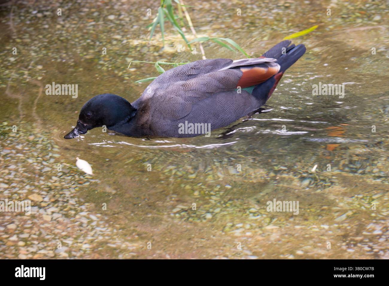 the male paradise duck has a black head and barred black body Stock ...