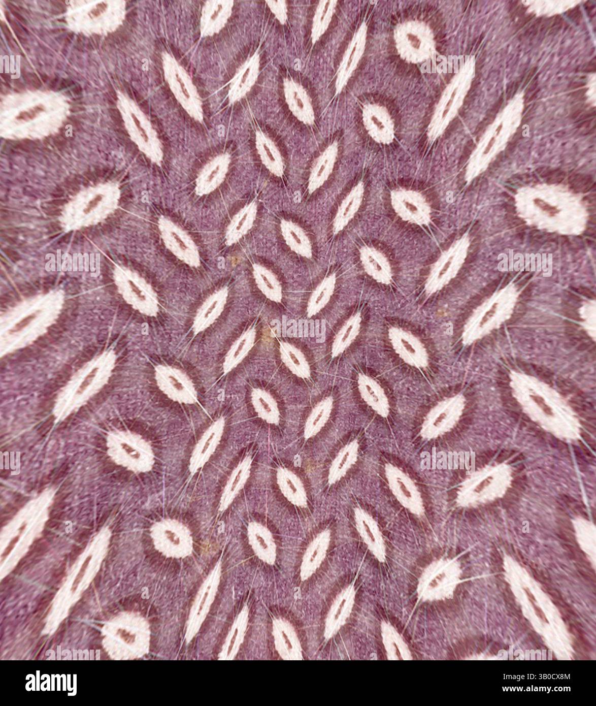 An intricate pattern featuring a series of oval shapes arranged in a ...
