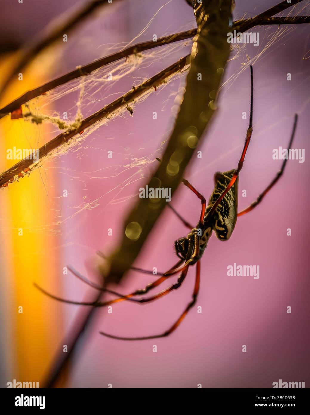 A spider is gracefully hanging from a sturdy tree branch above Stock ...
