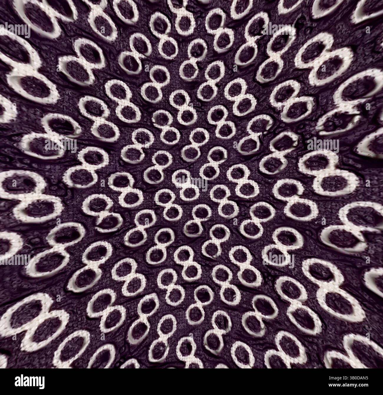 An intricate pattern of overlapping circles creates a dynamic sense of ...