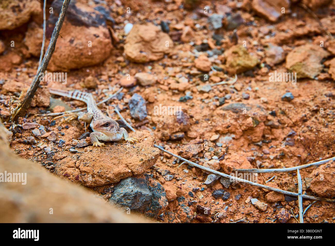 Desert camouflage patterns hi-res stock photography and images - Alamy