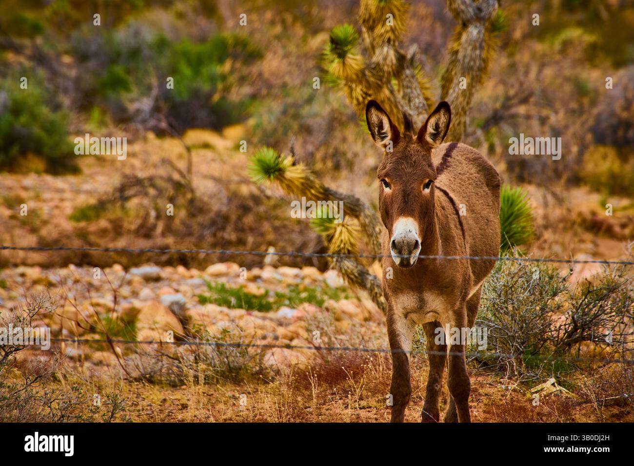 Curious Donkey Behind Fence in Desert Landscape Eye-Level Perspective ...