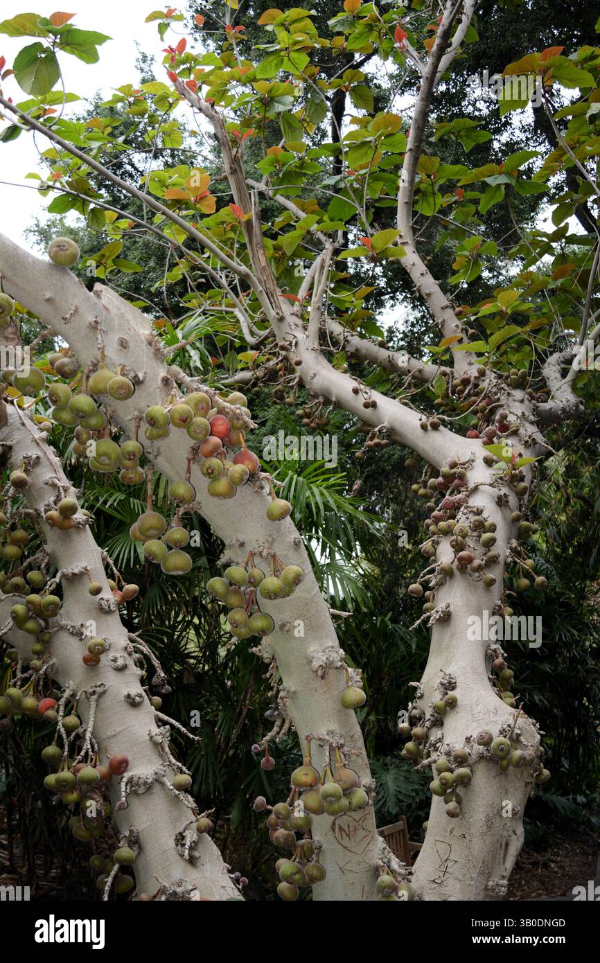 Odd fig tree hi-res stock photography and images - Alamy