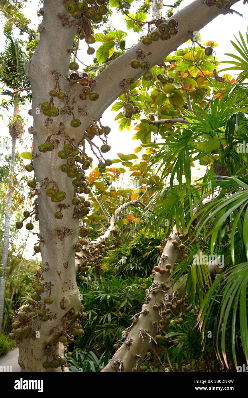 Odd fig tree hi-res stock photography and images - Alamy