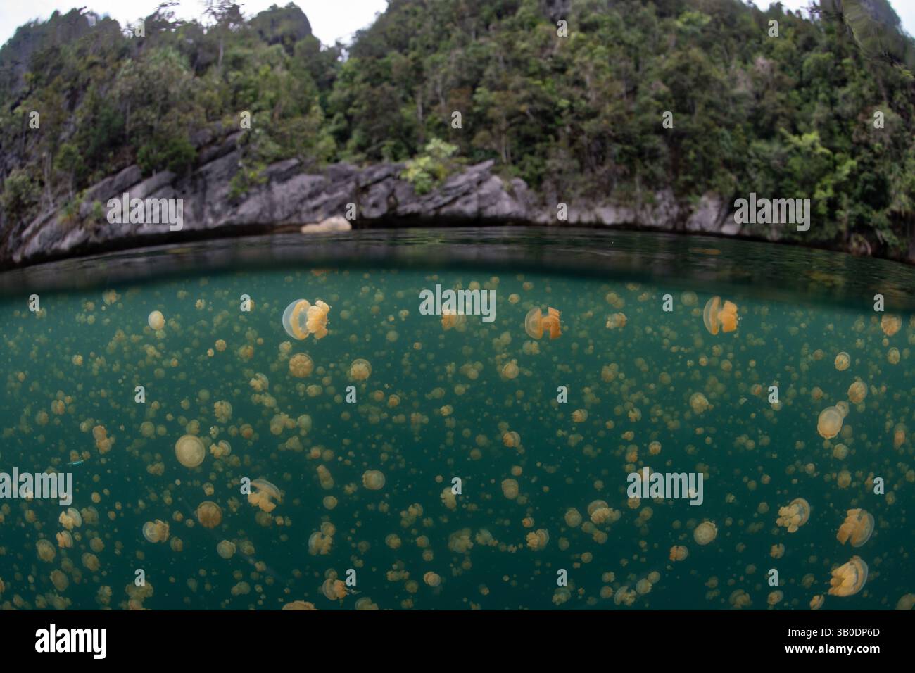A massive swarm of Golden jellyfish, Mastigias sp., swims in a marine ...