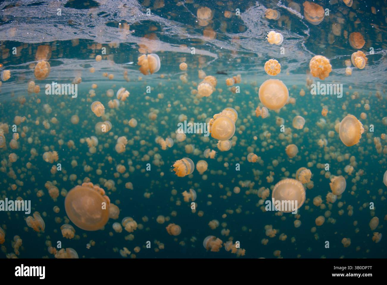 A massive swarm of Golden jellyfish, Mastigias sp., swims in a marine ...