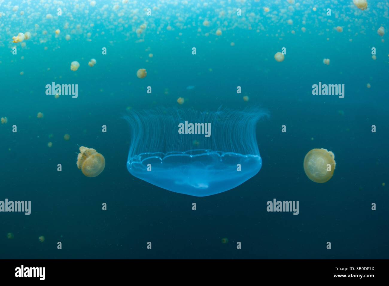 A Moon jellyfish, Aurelia aurelia, swims in a marine lake near Misool ...
