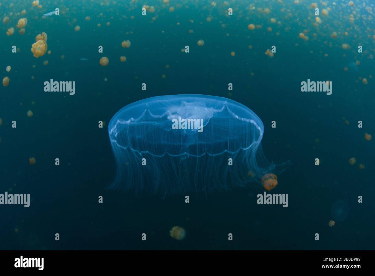 A Moon jellyfish, Aurelia aurelia, swims in a marine lake near Misool ...