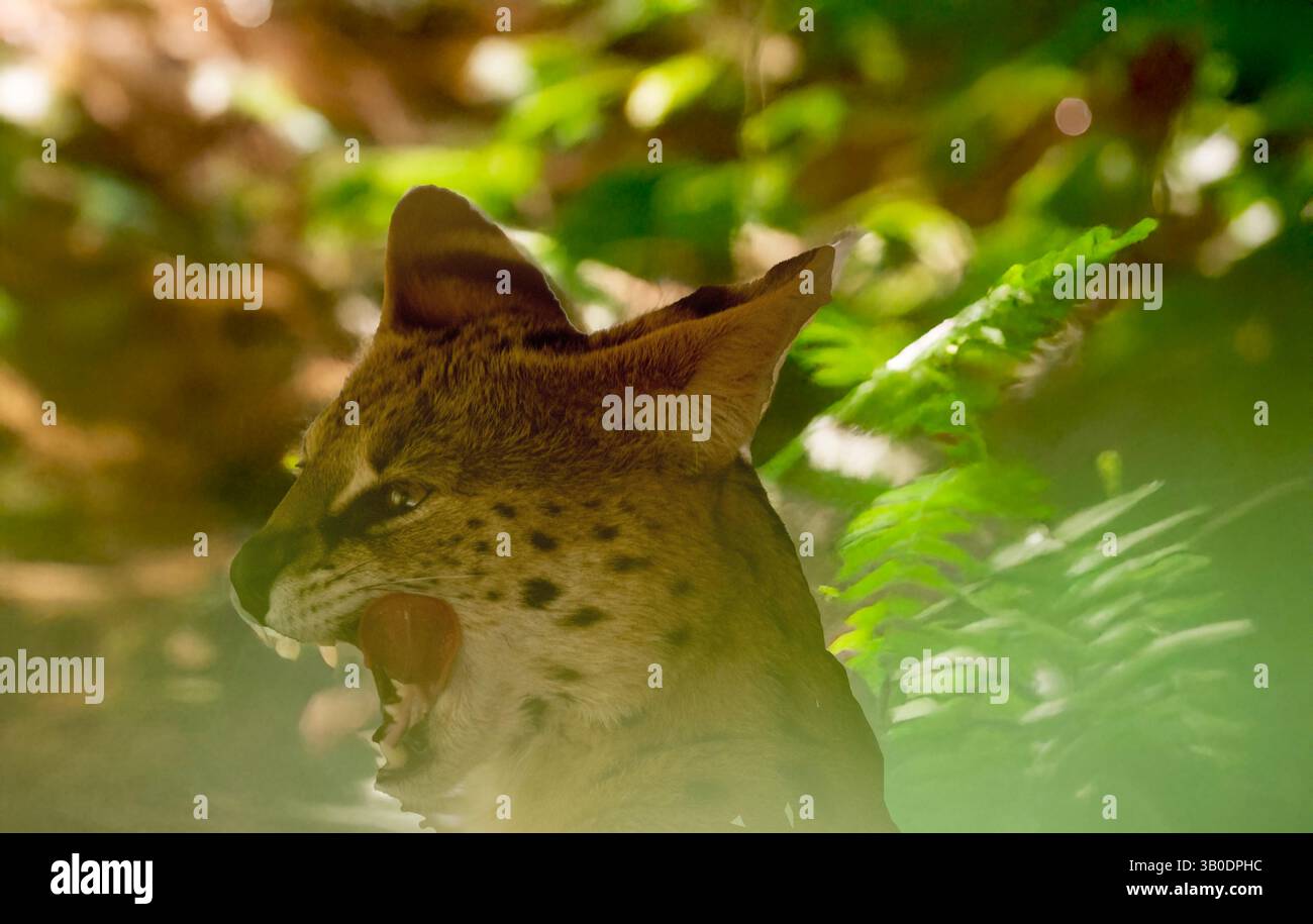 The serval is a wild cat with black spots on a gold body Stock Photo ...