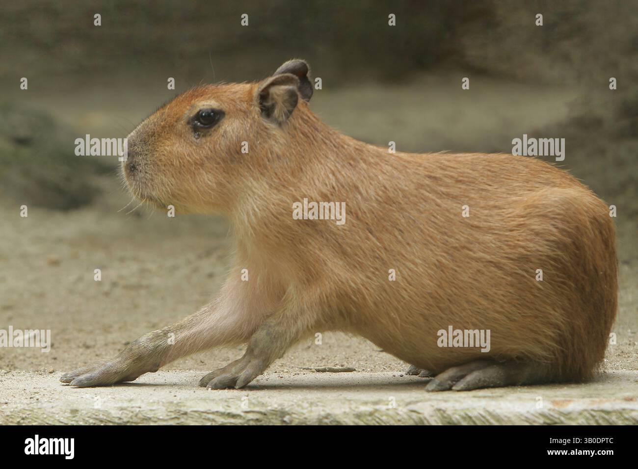 Side view of a cute capybara lying on the floor Stock Photo - Alamy