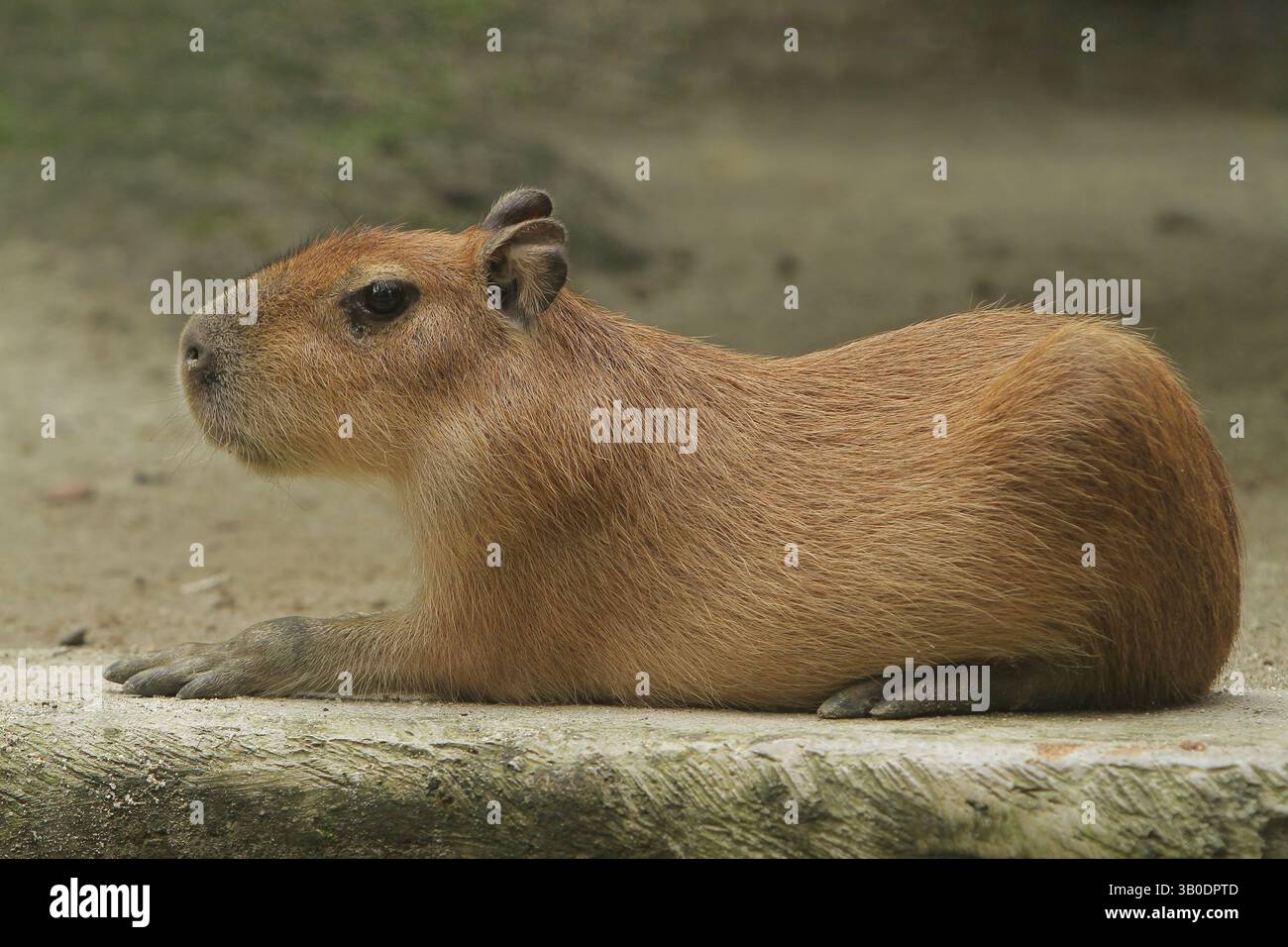 Side view of a cute capybara lying on the floor Stock Photo - Alamy