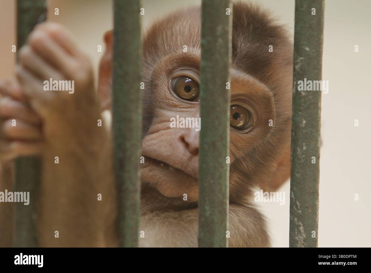 Cute monkey in space hi-res stock photography and images - Alamy