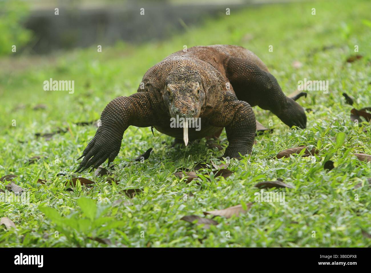 Portrait big lizard hi-res stock photography and images - Alamy