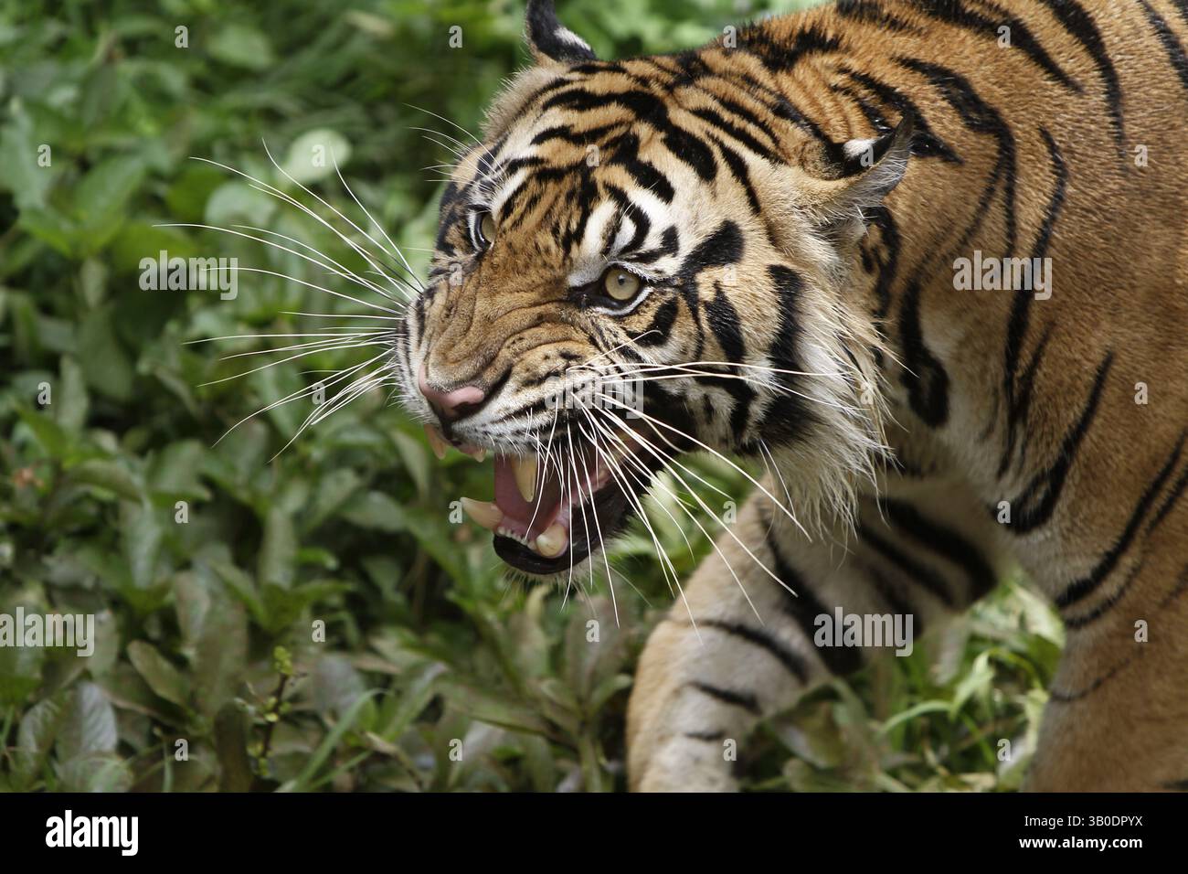 portrait of an angry Sumatran tiger Stock Photo - Alamy