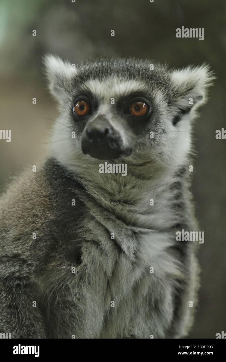 Staring lemur hi-res stock photography and images - Alamy