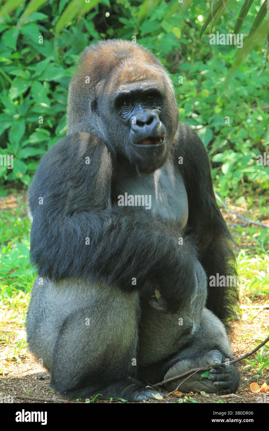portrait of a silverback gorilla sitting in the grass Stock Photo - Alamy