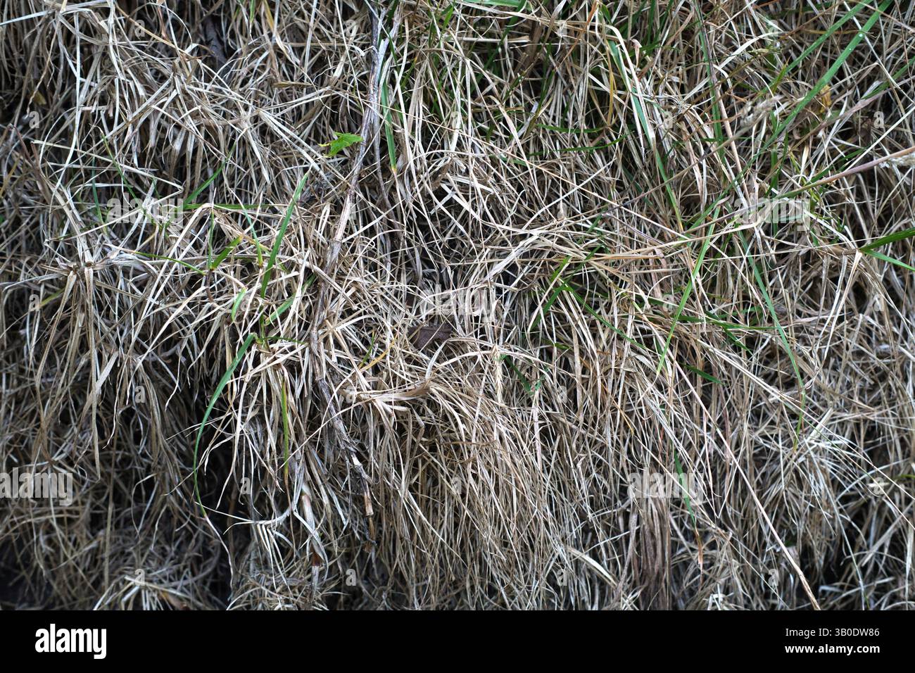 Dry Grass Texture Background suitable for a variety of Nature and ...