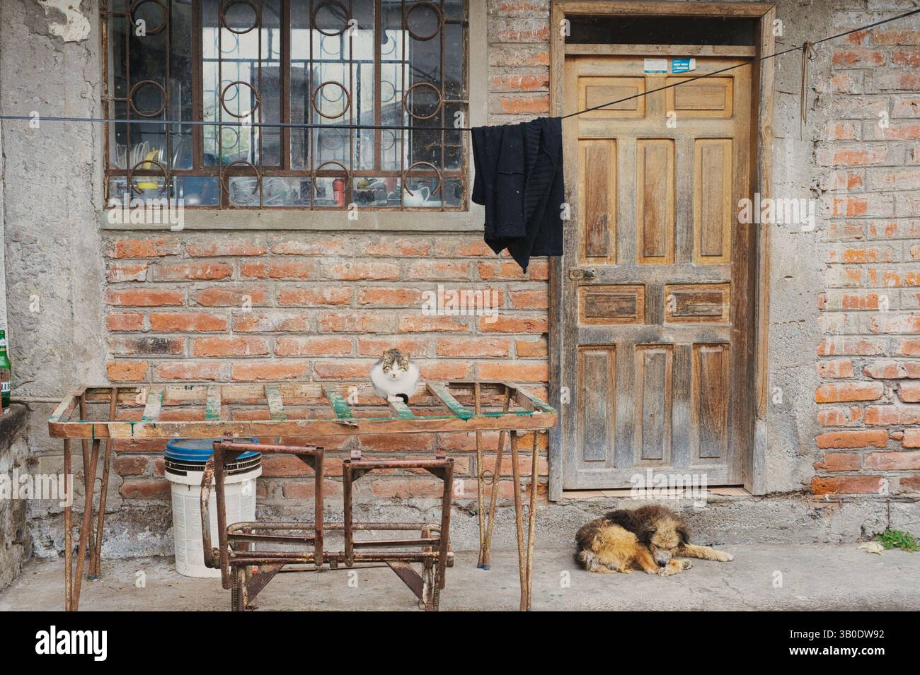 Charming Urban Scene Showcasing Pets Alongside a Rustic Door with ...