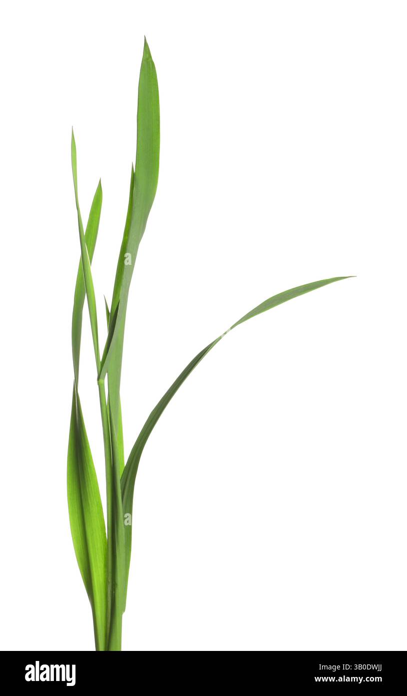 Blades of green grass isolated on white Stock Photo - Alamy
