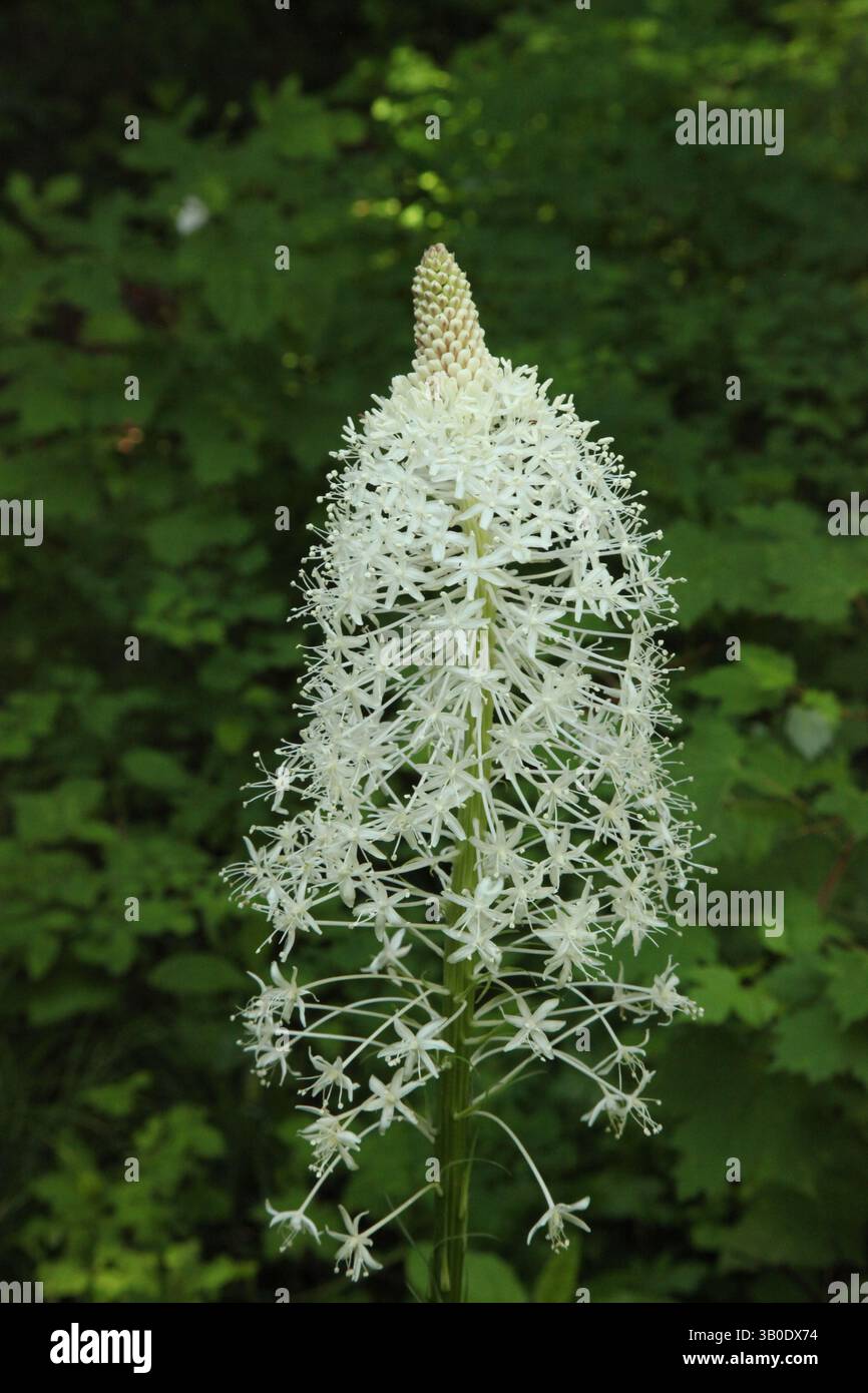 Beargrass (Xerophyllum tenax) white wildflower in Absaroka Range ...