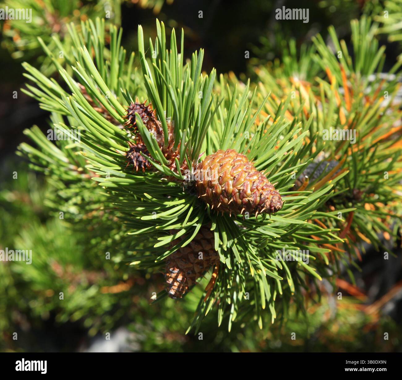 Shore pine pinus contorta contorta hi-res stock photography and images ...