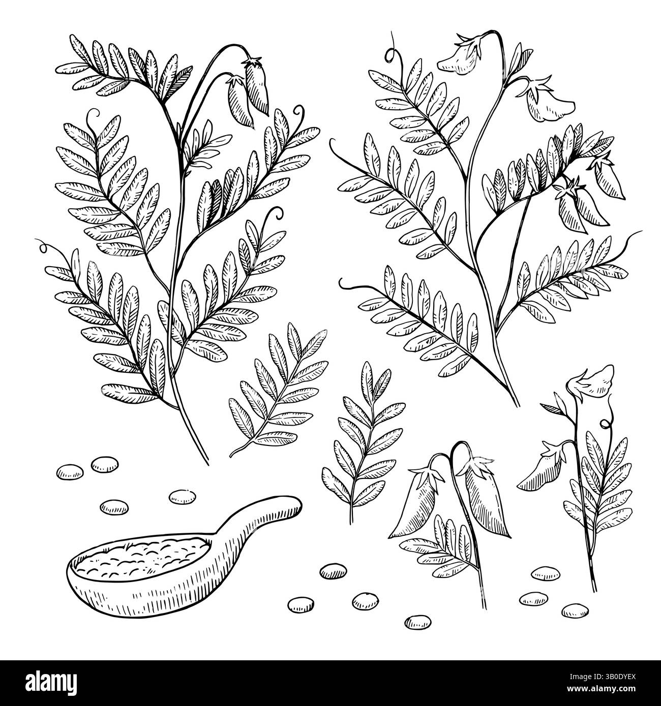 Set of lentil plants, pods and beans. Hand-drawn detailed black and ...