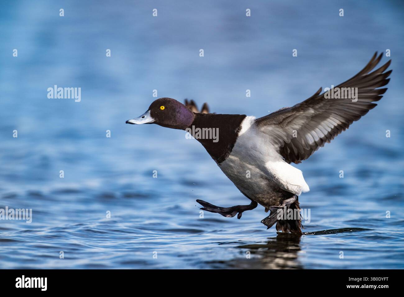 Male lesser scaup hi-res stock photography and images - Alamy