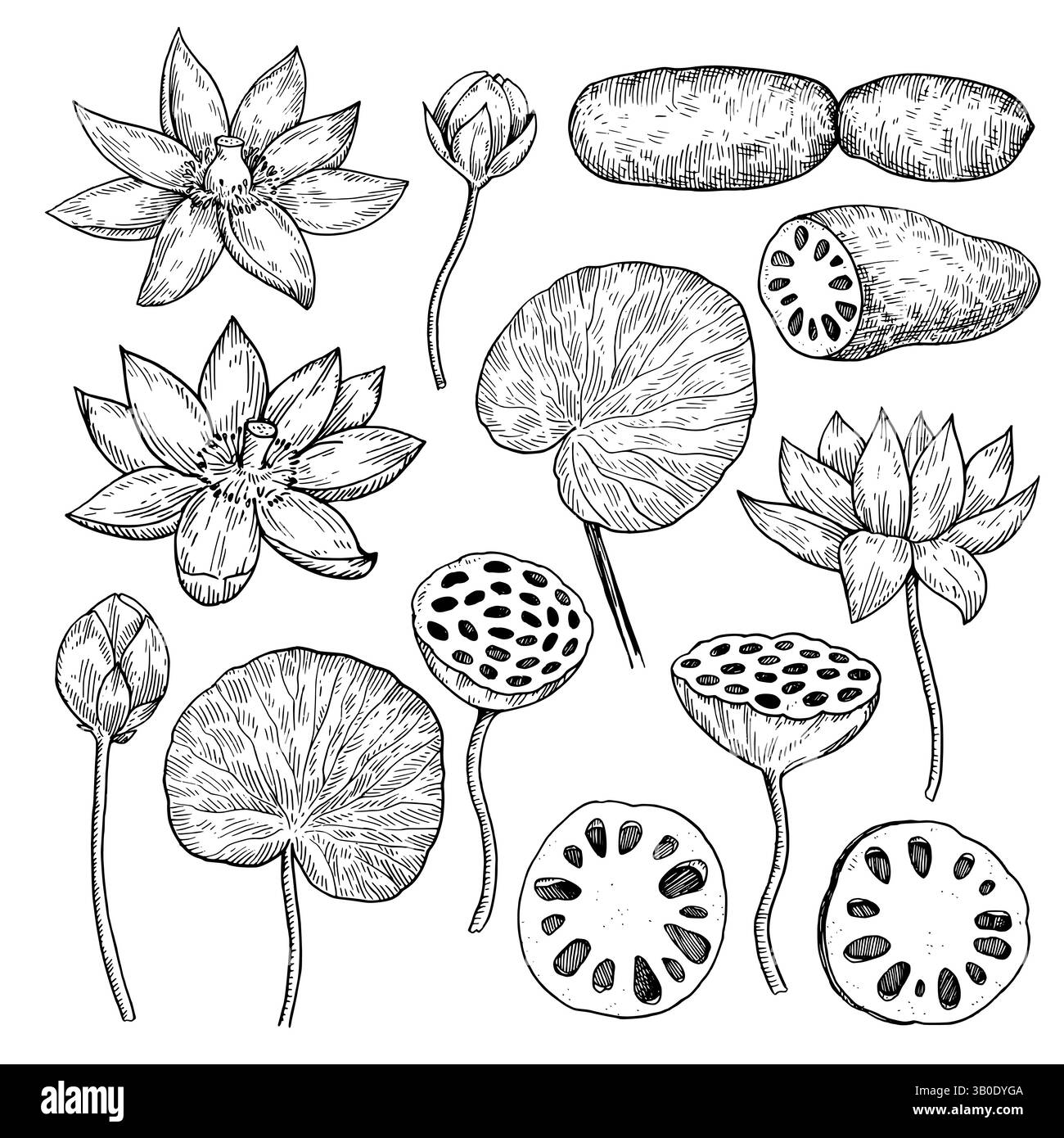 Set of lotus flowers, roots, buds and leaves. Hand-drawn black and ...