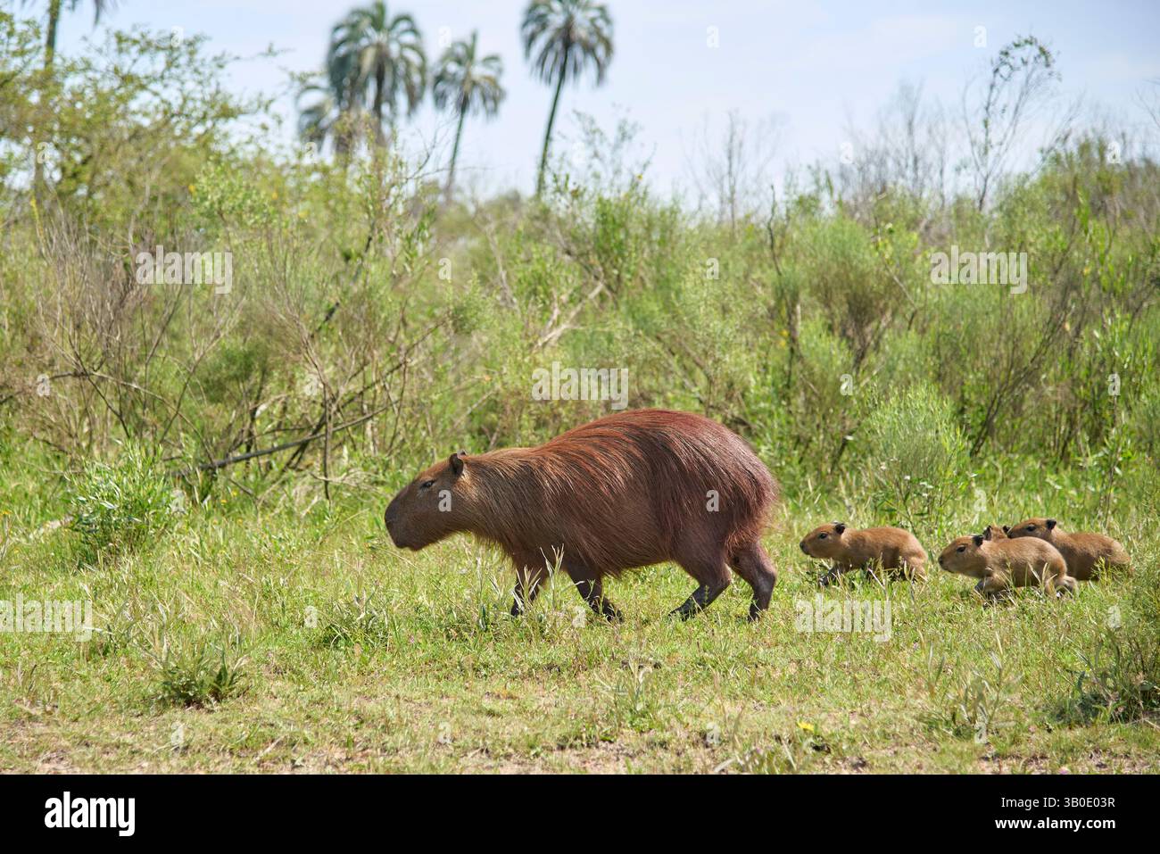 Adult female capybara, hydrochoerus hydrochaeris, largest living rodent ...