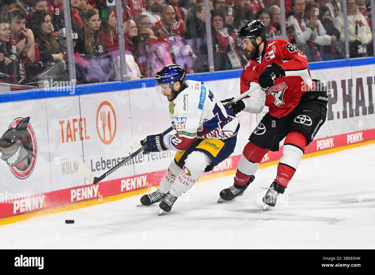 Eishockey DEL - 24/25 - Playoff-Finale Spiel 4: Kölner Haie vs Eisbären ...