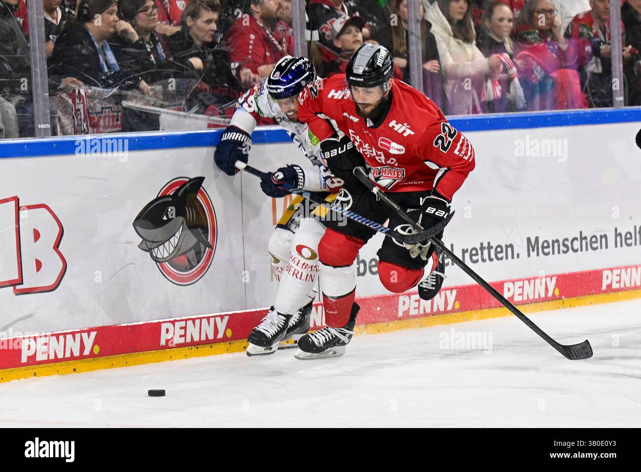 Eishockey DEL - 24/25 - Playoff-Finale Spiel 4: Kölner Haie vs Eisbären ...