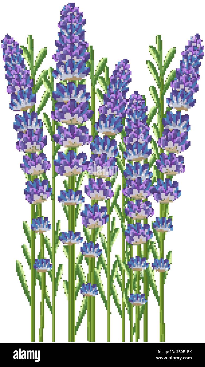 Detailed vector illustration of lavender flowers with vibrant purple ...